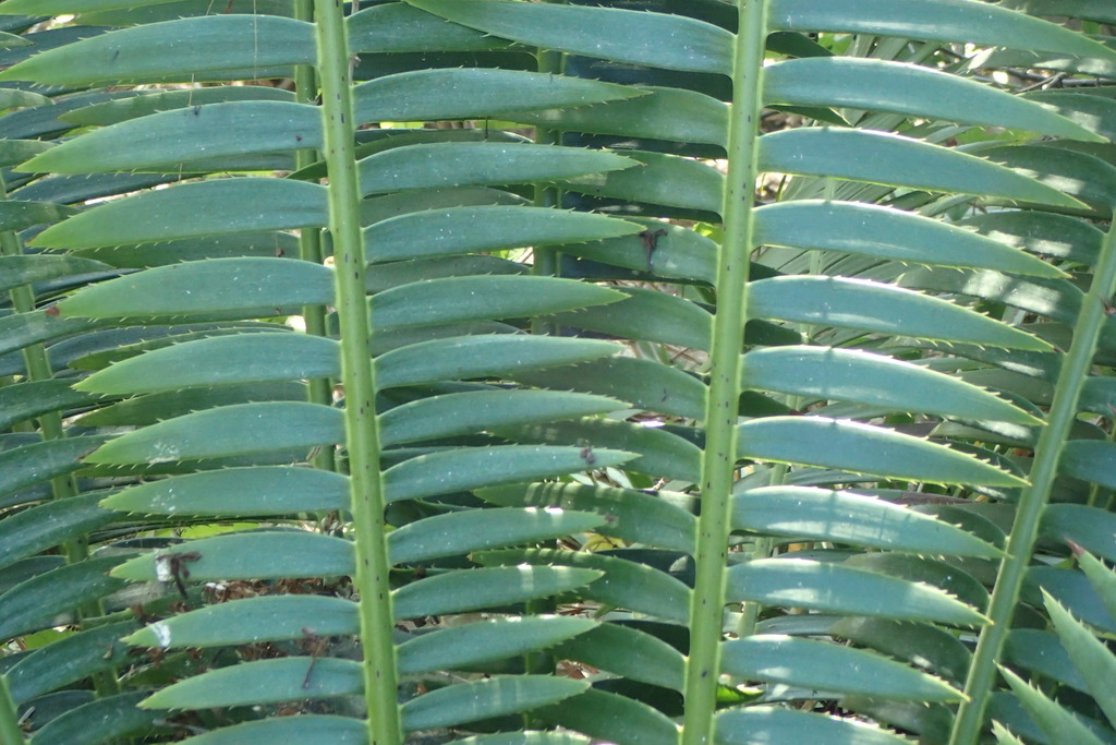 Chestnut Dioon (Dioon edule) - Botanical Realm