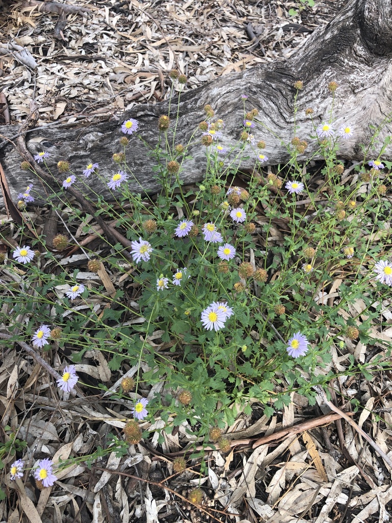 Purple Burr-daisy from Lake Hattah, Hattah, VIC, AU on September 28 ...