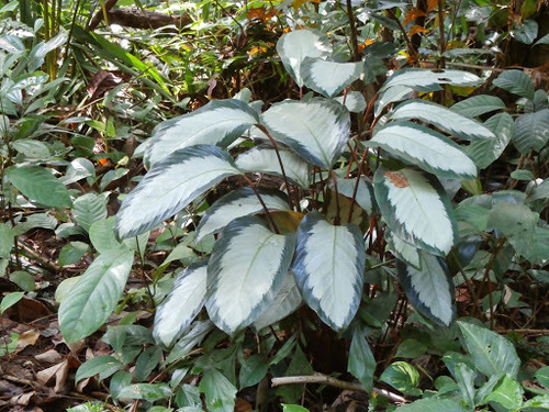 Variety Calathea picturata argentea · iNaturalist