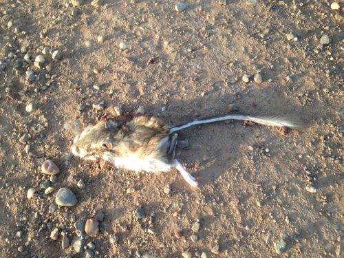 Ord's Kangaroo Rat (Mammals of the Kaibab National Forest) · iNaturalist