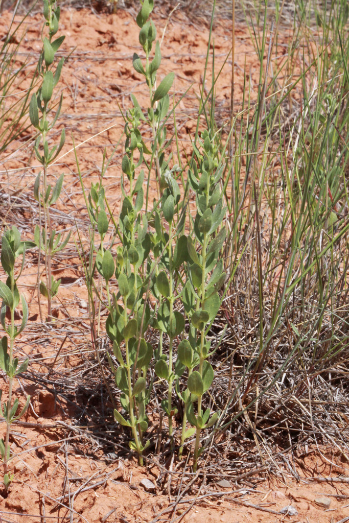 poverty weed (Plants of Rifle Falls, Rifle Gap, and Harvey Gap State ...