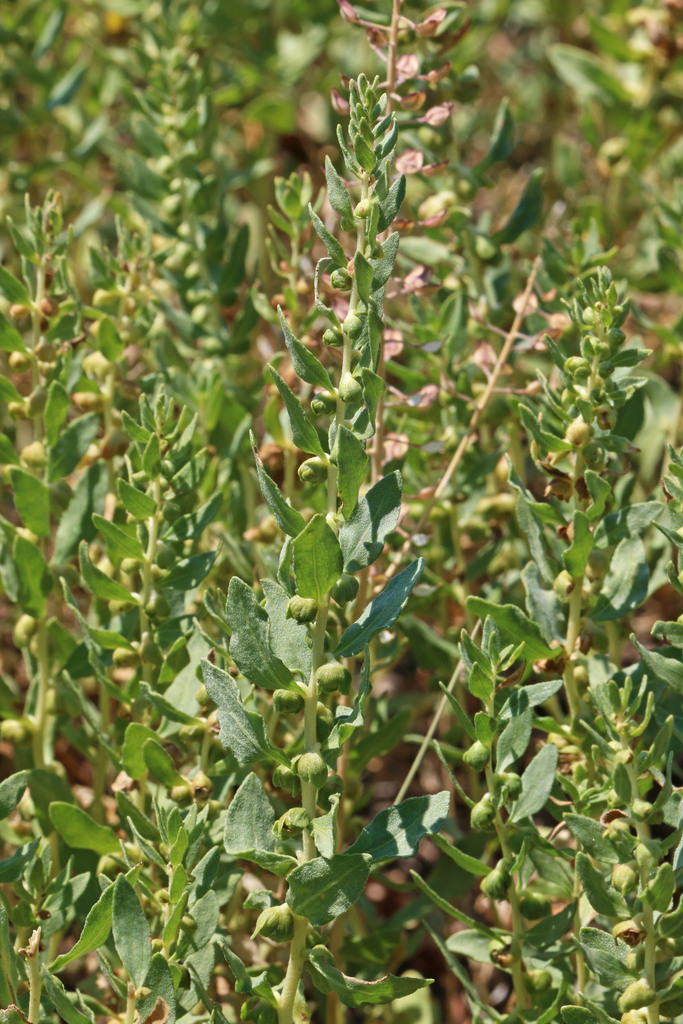 poverty weed (Plants of Rifle Falls, Rifle Gap, and Harvey Gap State ...