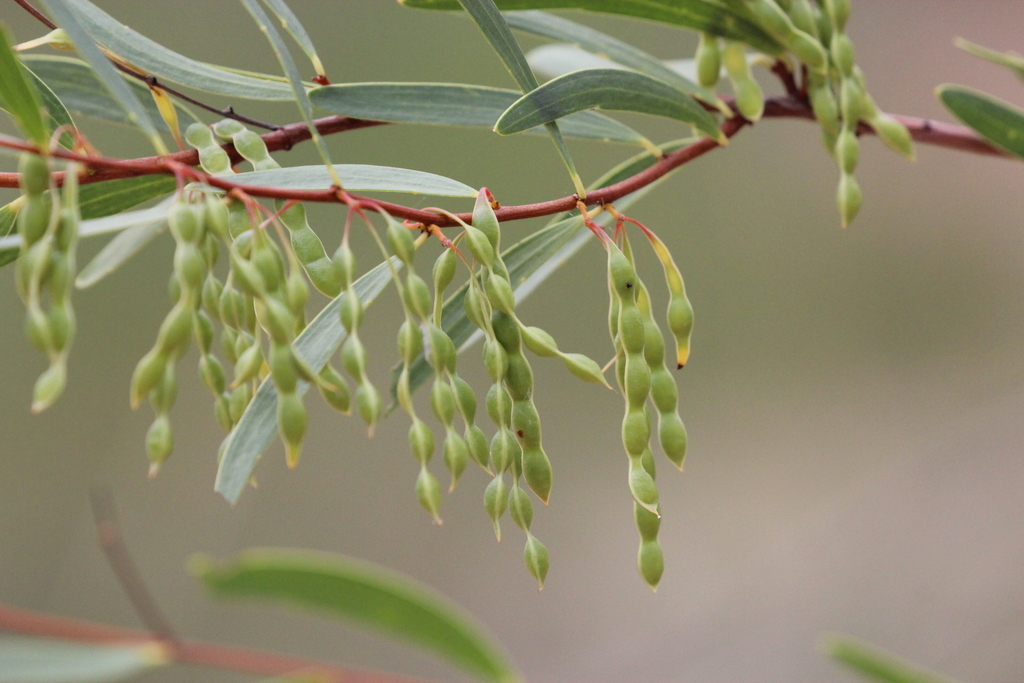 (Acacia multisiliqua) - Botanical Realm