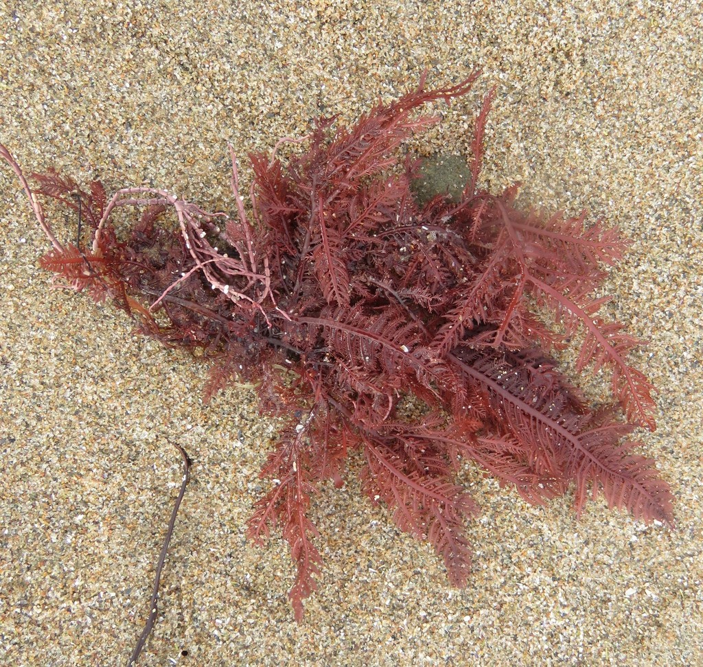 Northern sea fern from East Lawrencetown, NS, Canada on September 27 ...