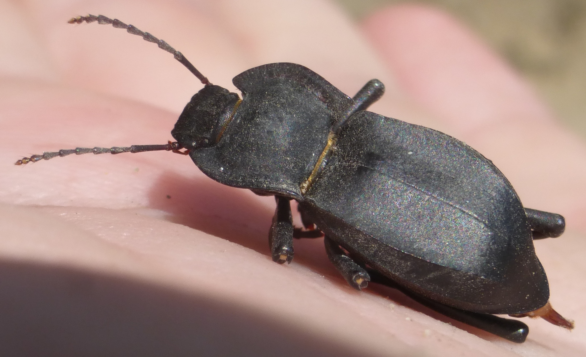 Cyphogenia Solier, 1836