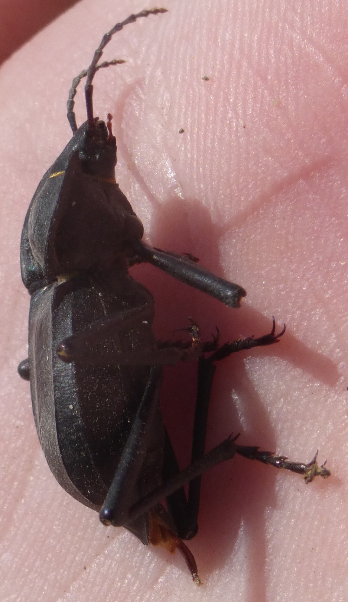 Cyphogenia Solier, 1836