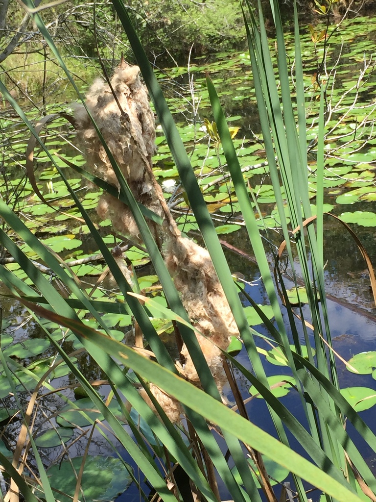 broadleaf cattail from Sheldon Lake State Park Harris County, TX, USA ...