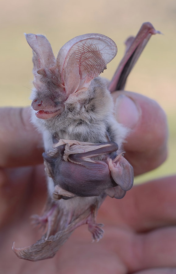 Gaisler's long-eared bat (Plecotus gaisleri) - Know Your Mammals