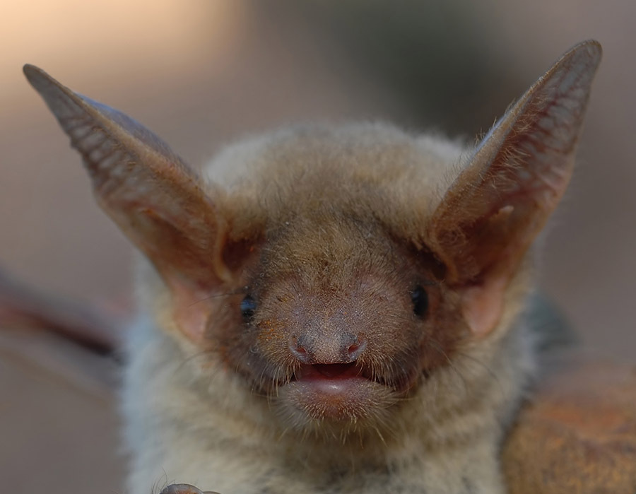 Myotis punicus Felten, Spitzenberger & Storch, 1977