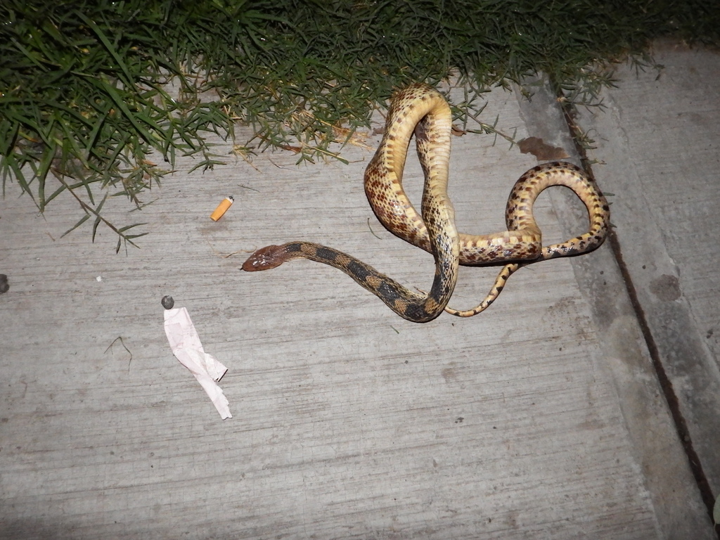 Mexican Bull Snake from TEXCOCO, ESTADO DE MEXCIO on June 22, 2014 by ...