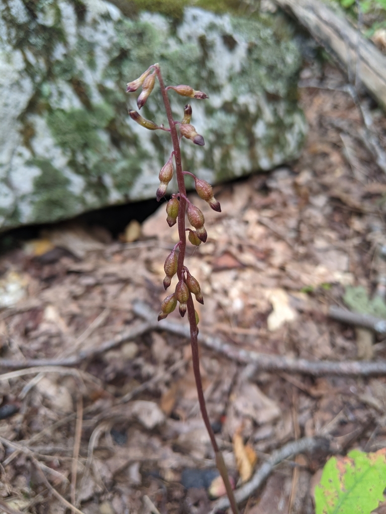 cleistogamous autumn coralroot in September 2020 by Matthew Moskwik ...