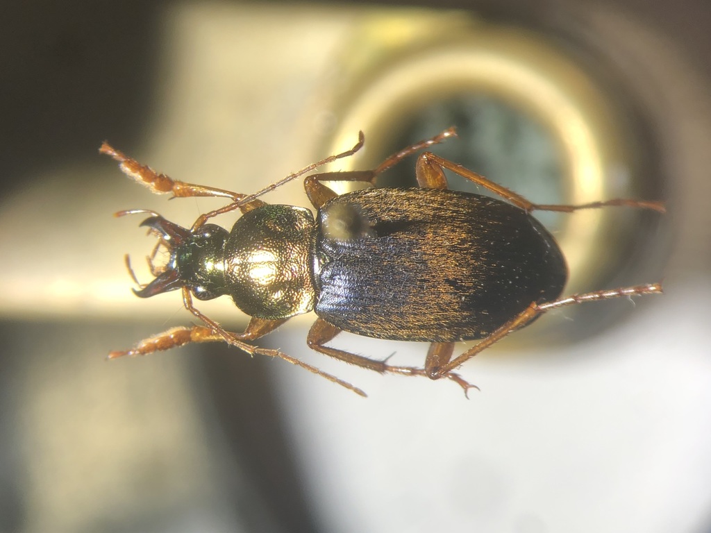 Emarginate Chlaenius from Beaupré, QC, Canada on May 29, 2020 at 09:55 ...