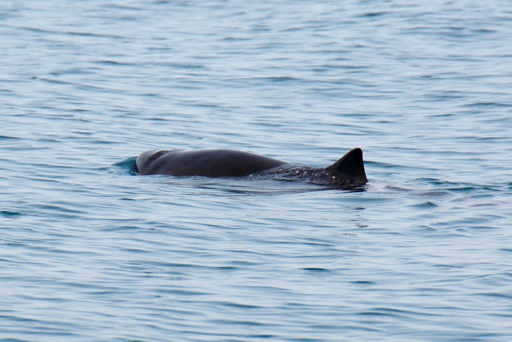 Dwarf Sperm Whale (Kogia sima) - Marine Life Identification