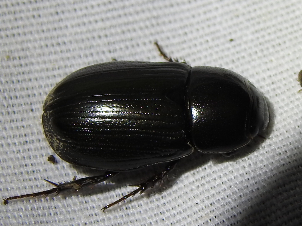 Rice Beetles from Bosque County, TX, USA on September 26, 2020 at 09:41 ...