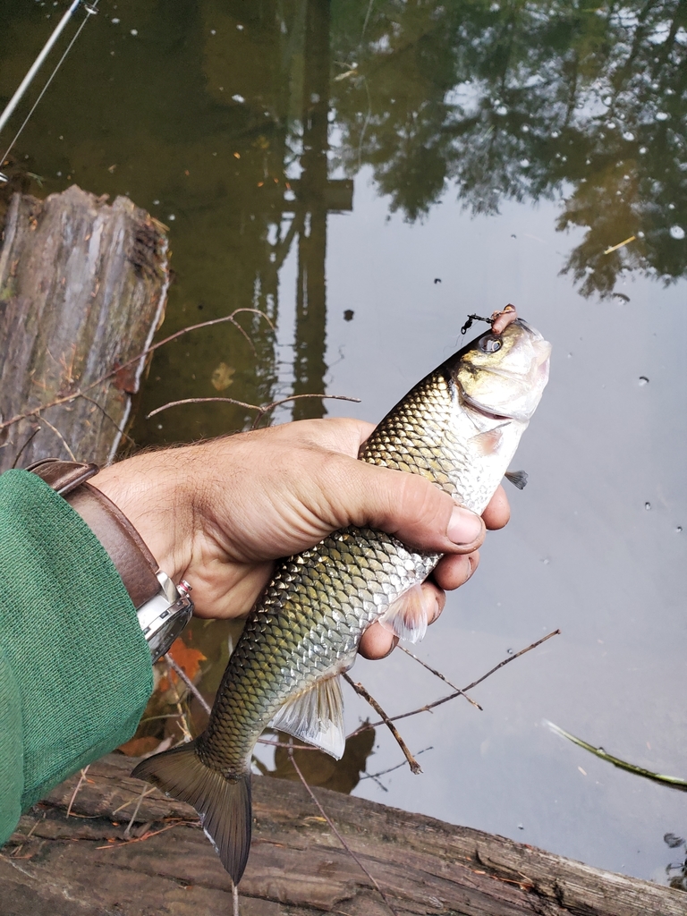 Fallfish from Naples, ME 04055, USA on September 11, 2020 at 08:33 AM ...