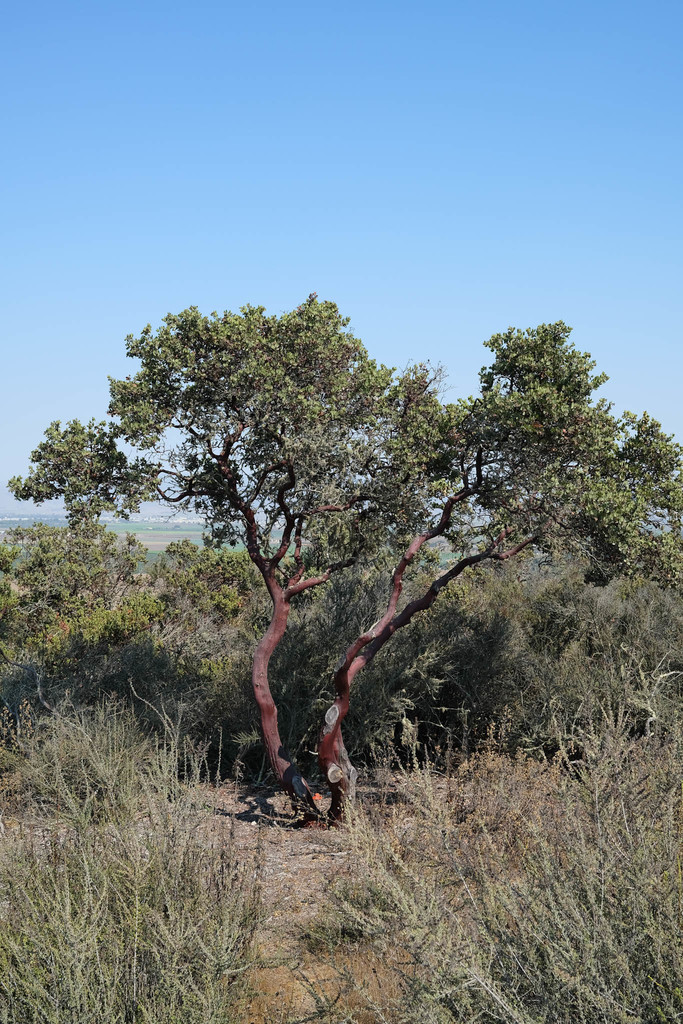 Toro manzanita (Arctostaphylos montereyensis) - Botanical Realm