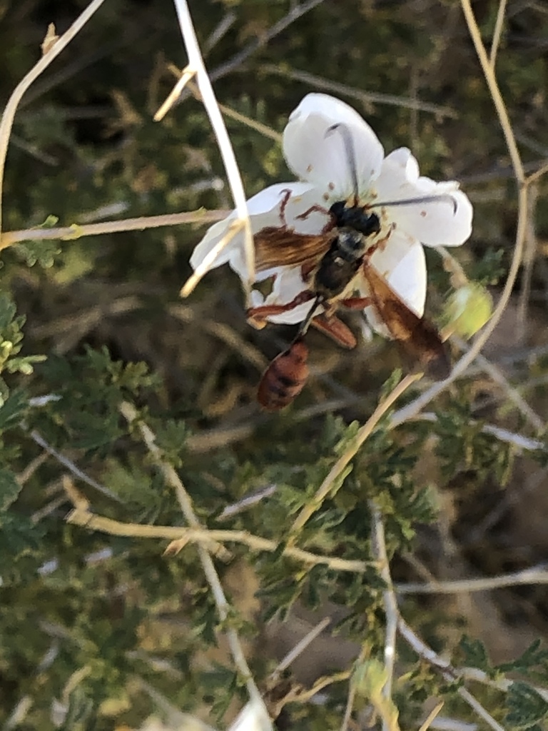 Elegant Grass-carrying Wasp from NM-80, Lordsburg, NM, US on September 27, 2020 at 03:36 PM by ...