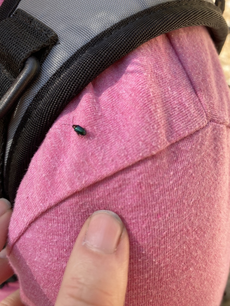 Leaf Beetles from Humboldt-Toiyabe National Forest, Las Vegas, NV, US ...
