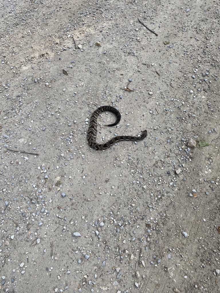 Timber Rattlesnake in September 2020 by Dean Stavrides. DOR · iNaturalist