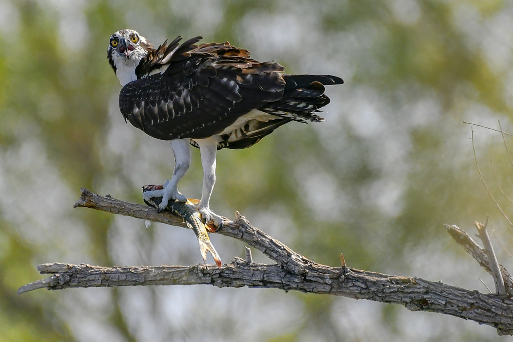 Osprey from Henderson Bird Viewing Preserve, Henderson, NV, USA on ...