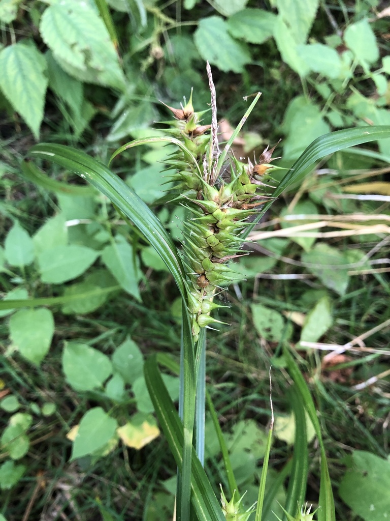hop sedge from Ridgewood Rd, Kawartha Lakes, ON, CA on September 24 ...