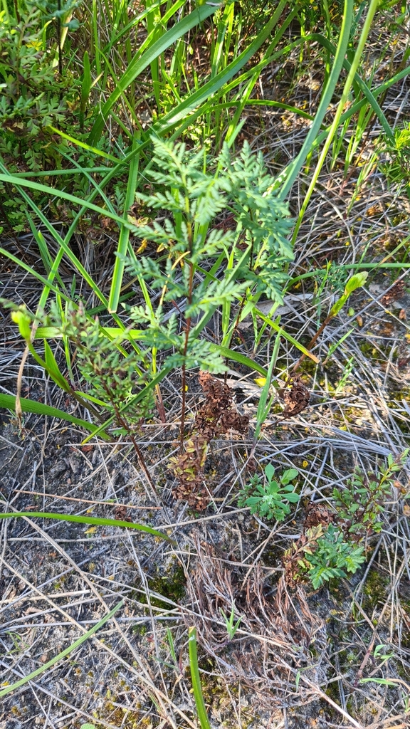 Poison Rock Fern from Happy Valley SA 5159, Australia on September 28 ...