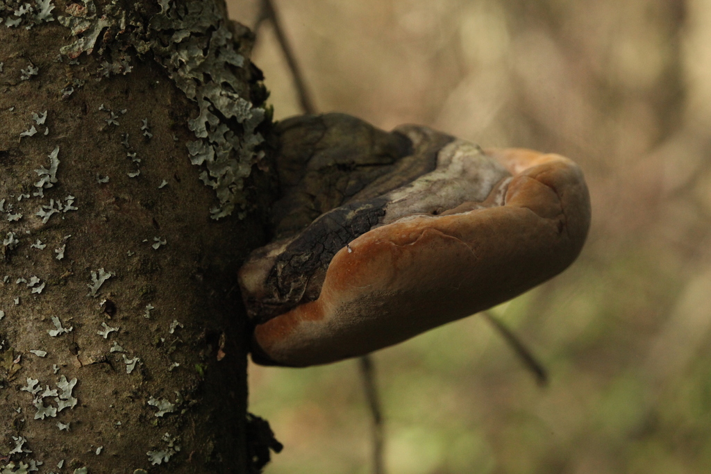 Phellinus alni (hongos y líquenes FACBA EJEMPLO) · iNaturalist