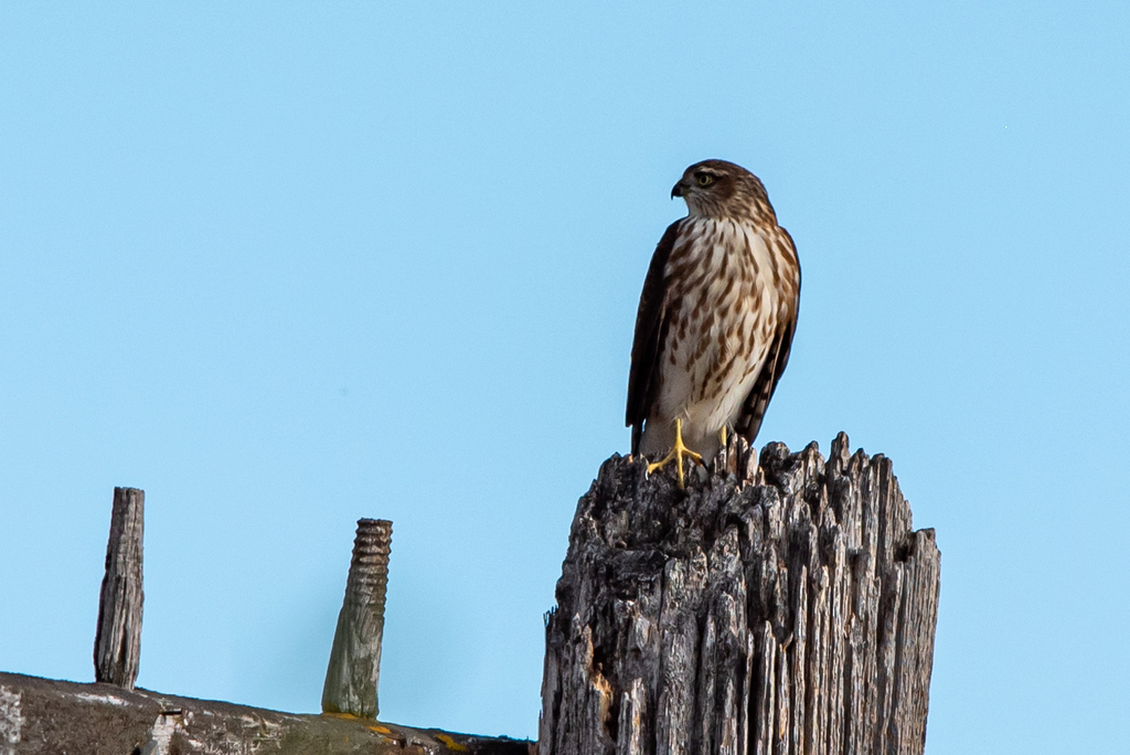 Sharp-shinned Hawk from Okanagan-Similkameen, BC, Canada on September ...