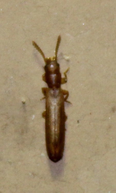 Hemipeplus microphthalmus from Texas City, TX, USA on September 28 ...