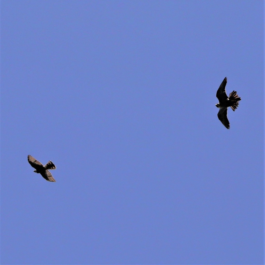 Peregrine Falcon from Lacombe, LA 70445, USA on September 27, 2020 at ...