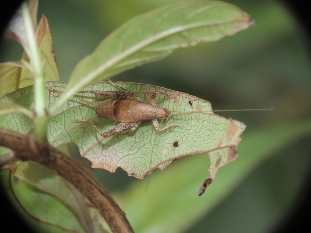 Ornebius formosanus from 406台灣台中市北屯區 on August 5, 2020 at 12:43 PM by ...
