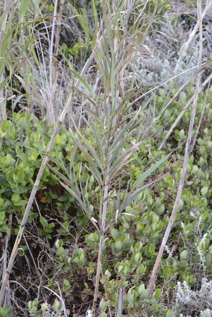 common reed from Cape Point, Cape Town, South Africa on September 26 ...