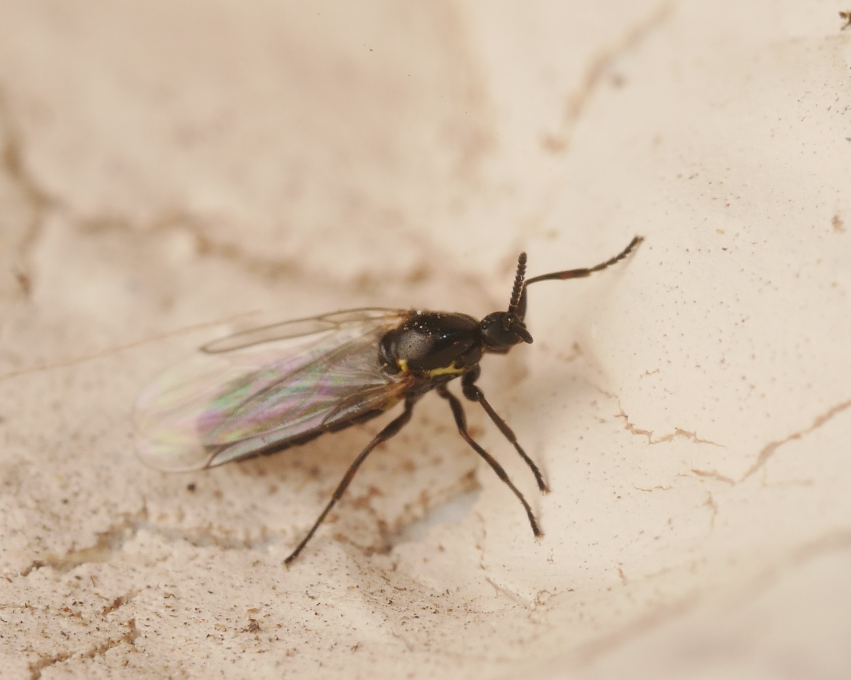 Scatopse notata (Linnaeus, 1758)