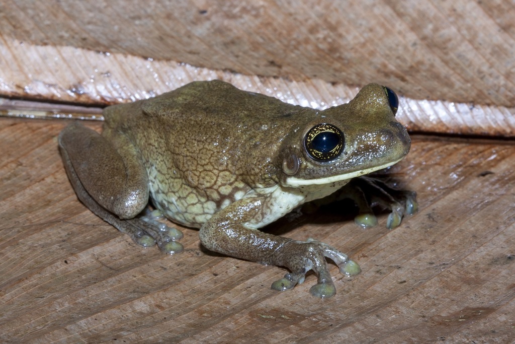 Veined Tree Frog from Madre Selva Biological Station, Maynas Province ...