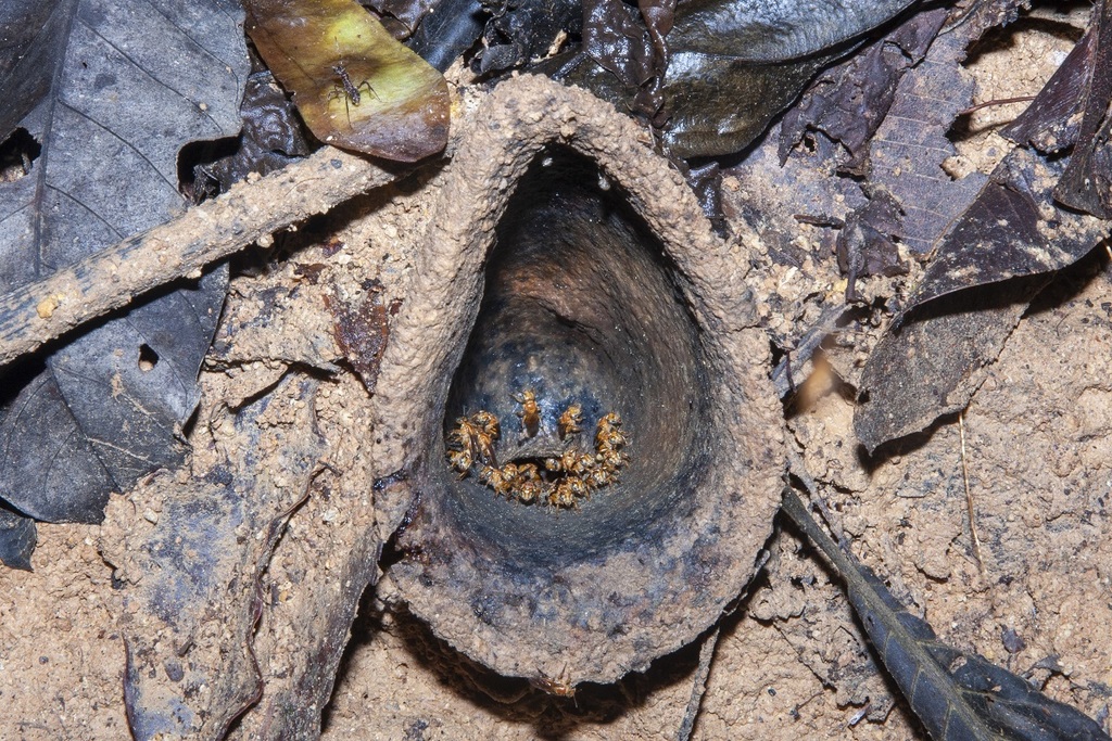 Partamona from Madre Selva Biological Station, Maynas Province, Peru on ...