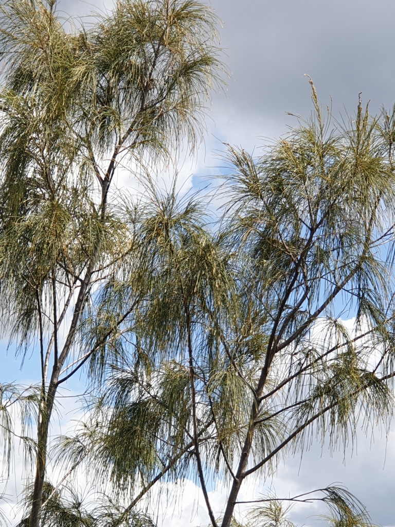 Beach Sheoak from Byron Bay NSW 2481, Australia on September 28, 2020 ...