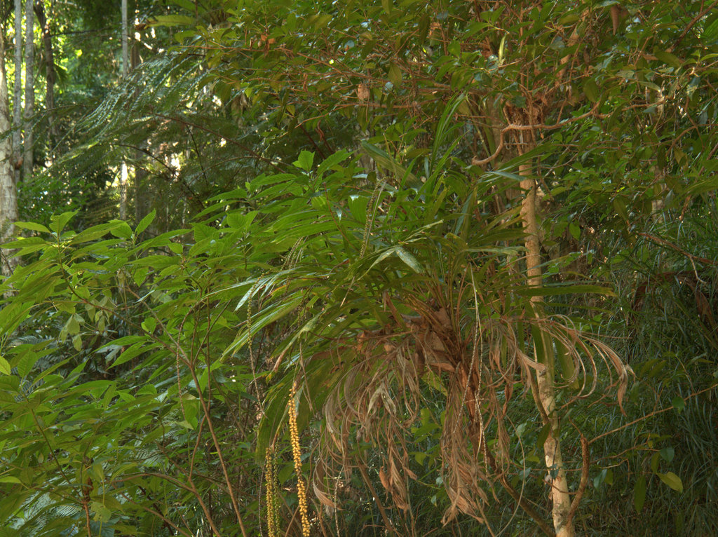 Walking stick palm from Woolgoolga Creek Reserve, NSW 2456, Australia on September 25, 2020 at ...