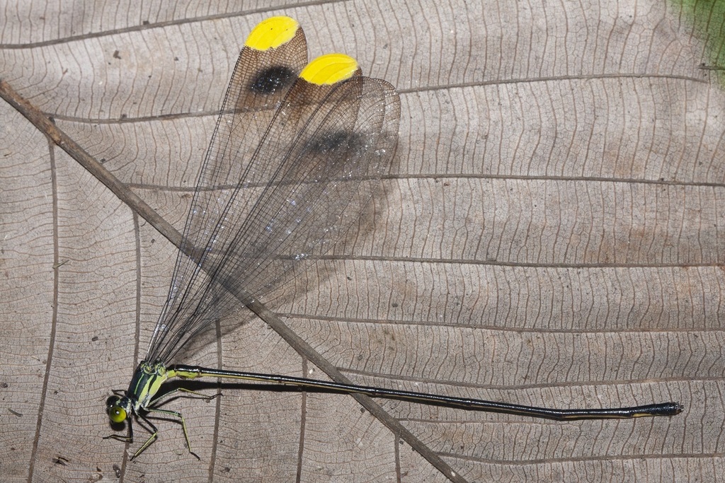 Microstigma from Madre Selva Biological Station, Maynas Province, Peru ...