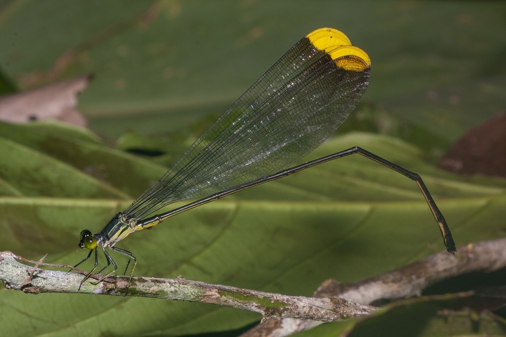 Microstigma from Madre Selva Biological Station, Maynas Province, Peru ...