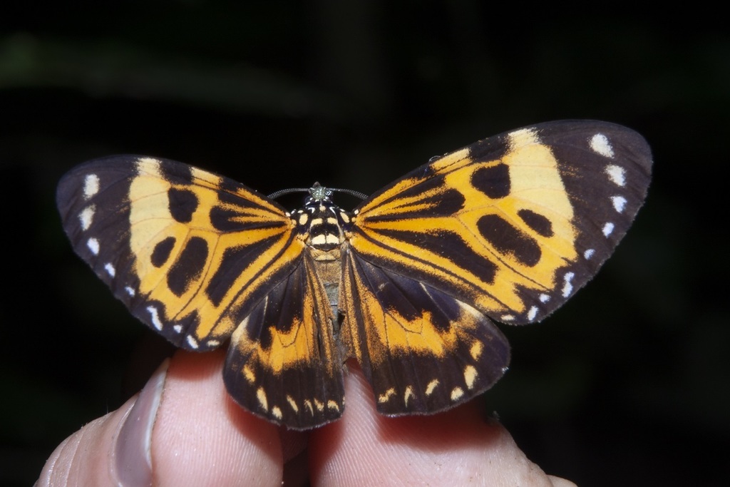 Chetone histrio from Madre Selva Biological Station, Maynas Province ...