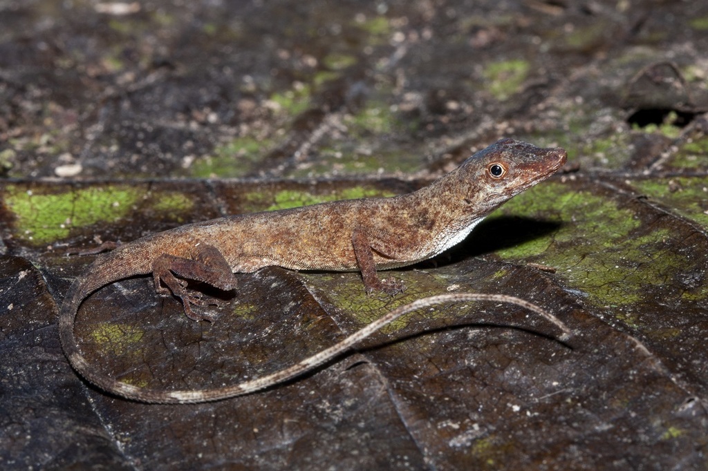 Brown-eared Anole from Madre Selva Biological Station, Maynas Province ...