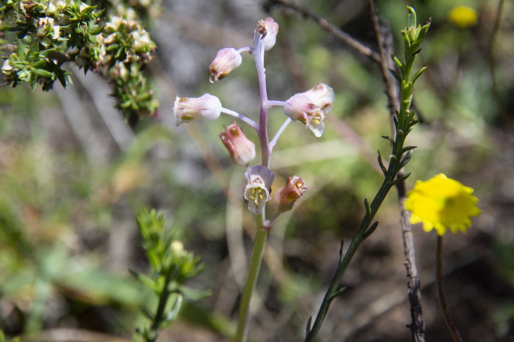Cape Cowslips from Hout Bay, Cape Town, South Africa on September 28 ...