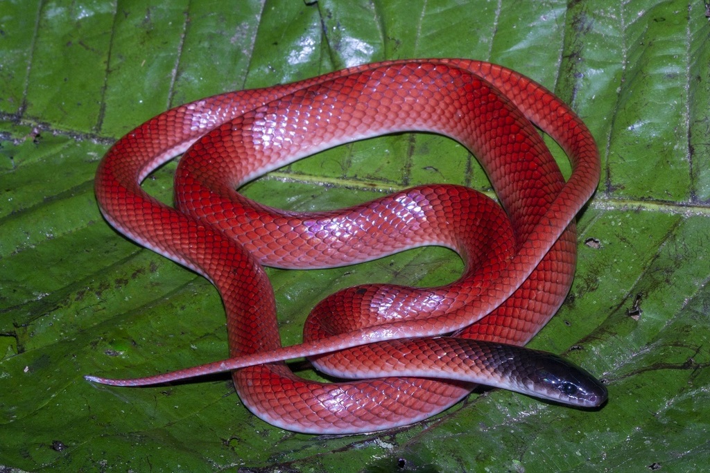 Crowned False Boa (Pseudoboa coronata) - Snakes and Lizards
