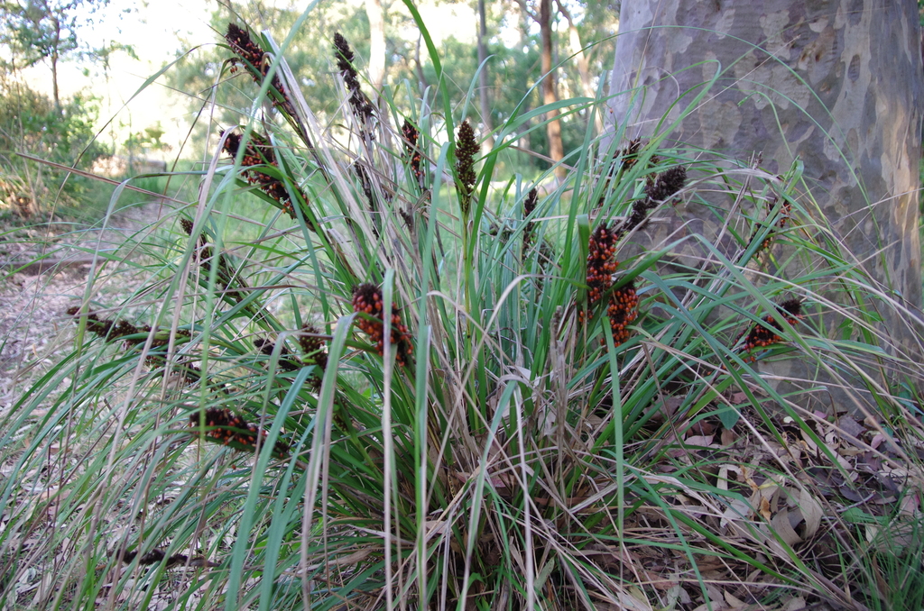 Cyperoideae from Threkeld Res, Coal Point, lake Macquarie NSW ...
