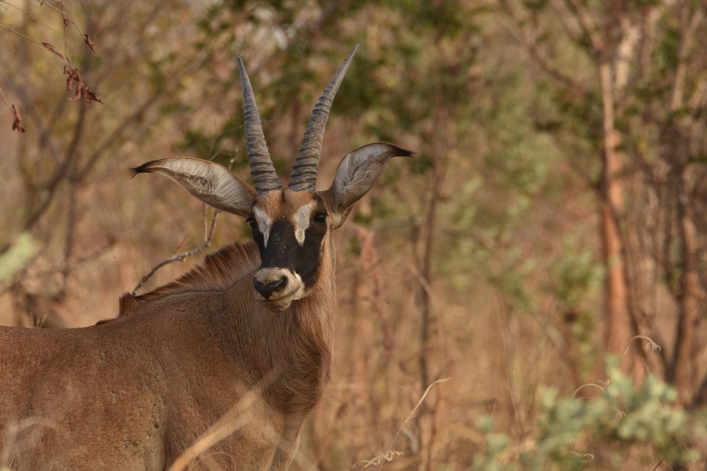 Western Roan Antelope from W National Park of Niger, Say, Niamey, NE on ...