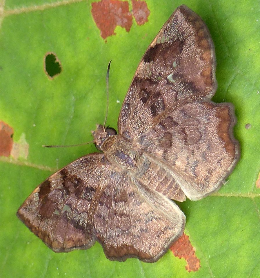 Common Spurwing from Zona rural de Paudalho - Pernambuco on June 15 ...