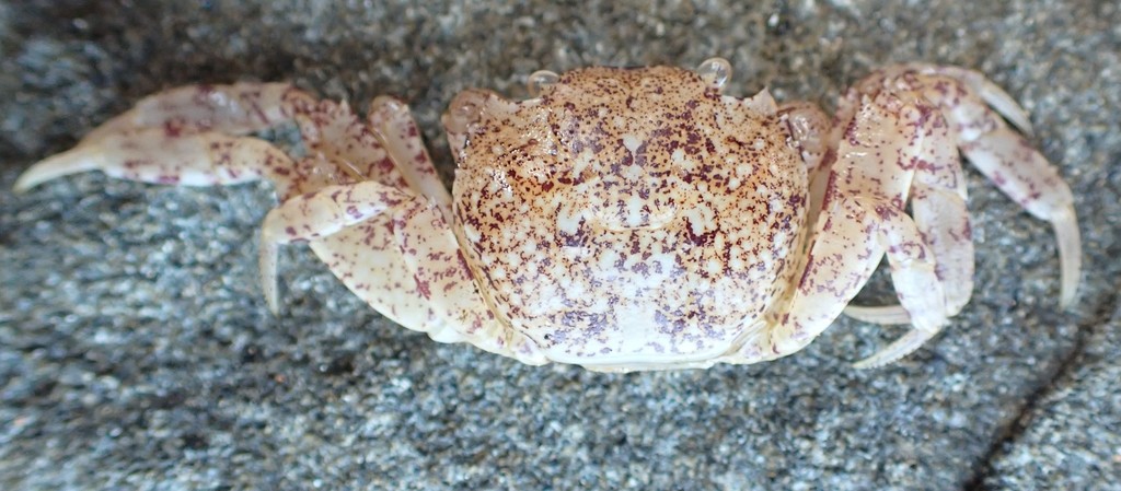 Burrowing Shore Crab from Victoria, Australia on September 28, 2020 at ...