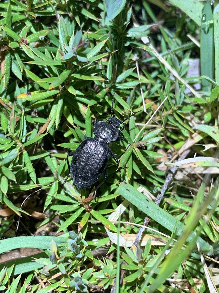 Adelium angulicolle from Napoleons, VIC, AU on September 28, 2020 at 10 ...