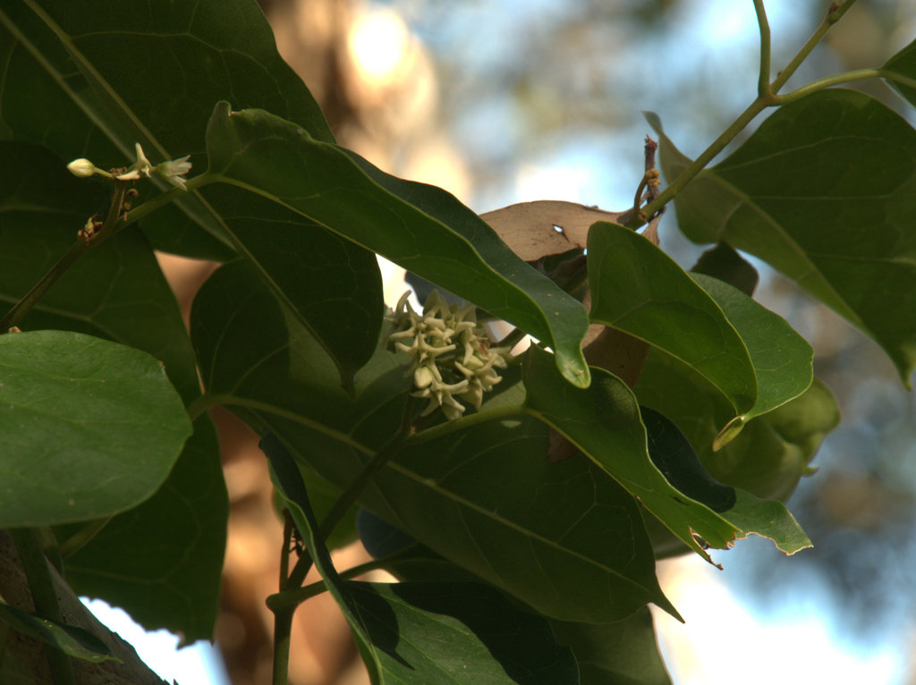 Common Milk Vine from Woolgoolga Creek Reserve, NSW 2456, Australia on ...