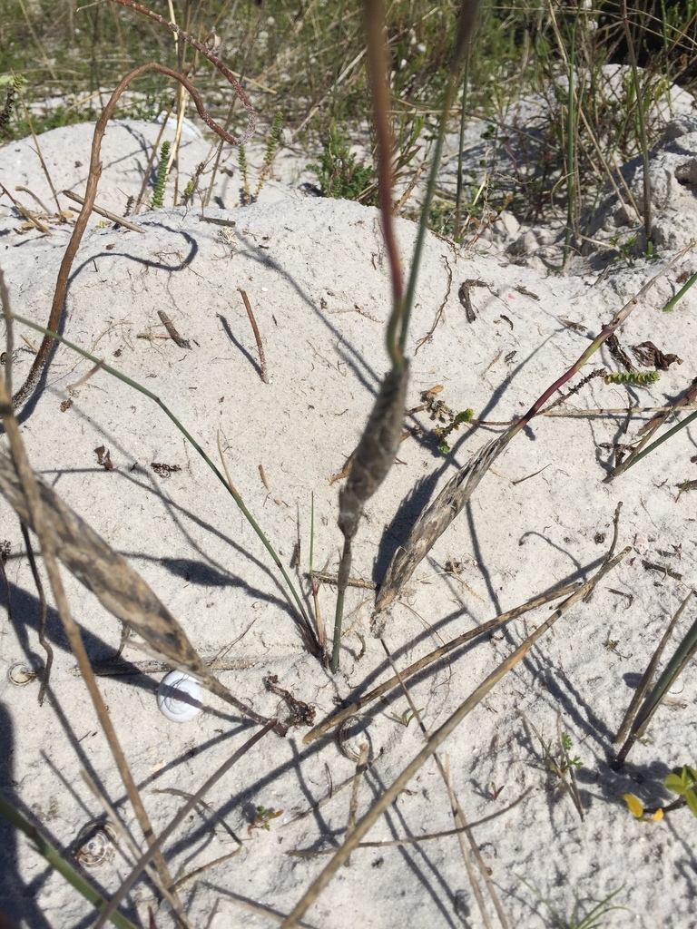 Pipe Grass from City of Cape Town, ZA-WC, ZA on September 28, 2020 at ...